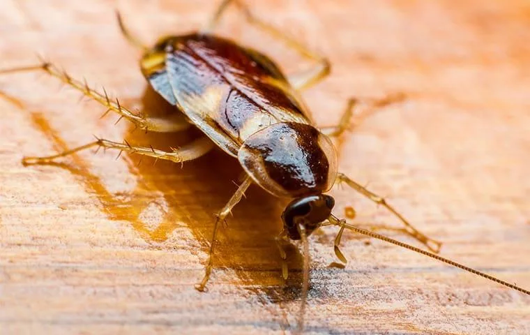 How to Get Rid of the Brown Banded Cockroach | Bill Clark Pest Control