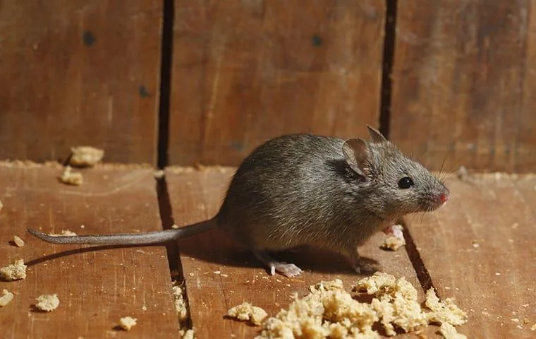 Why Is It So Hard To Keep Mice Out Of My Beaumont Home?