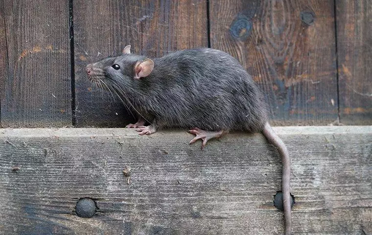 Rats mouse store