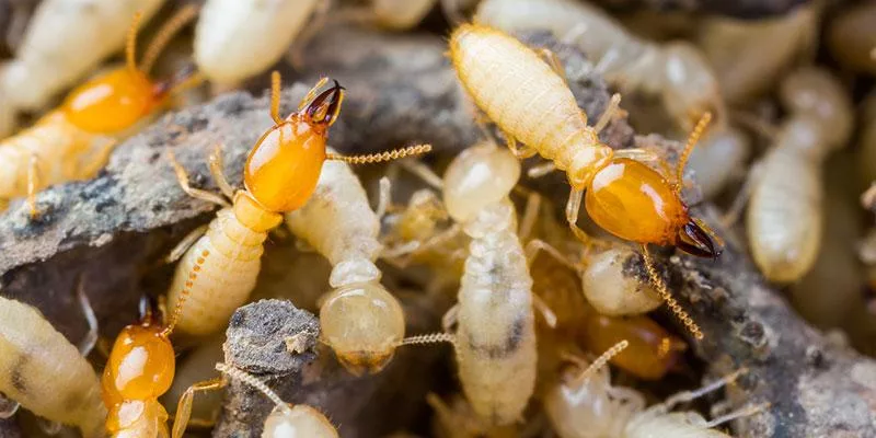 What to Look Out For to Identify Swarming Termites | Bill Clark Pest ...