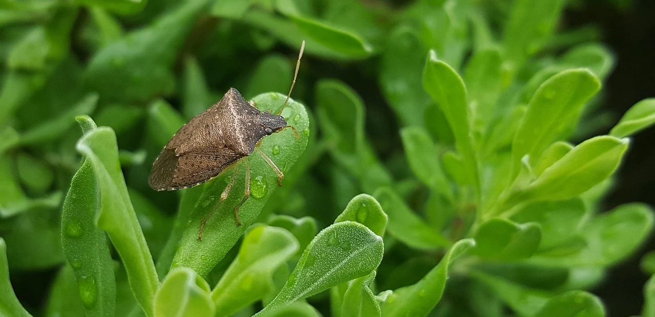 Stink Bugs in Texas: What You Need to Know I Bill Clark Pest Control