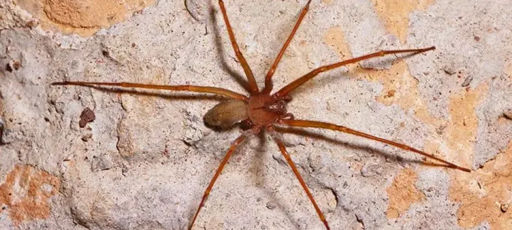 How to Avoid the Brown Recluse Spider | Bill Clark Pest Control